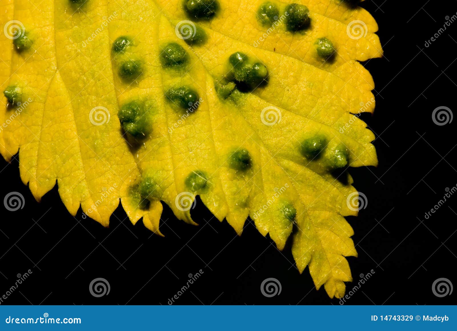 Yellow leaf stock image. Image of pustule, closup, green - 14743329