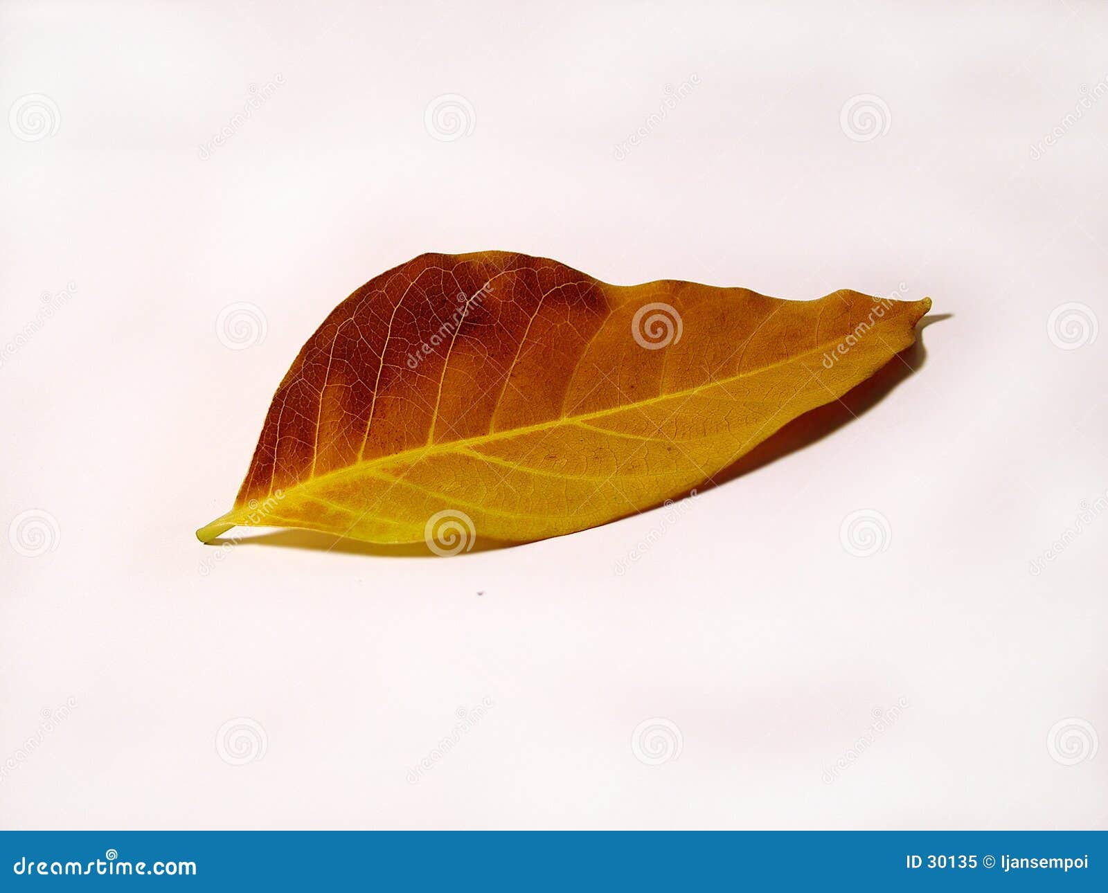 Yellow Leaf stock image. Image of flora, yellow, leaf, tree - 30135