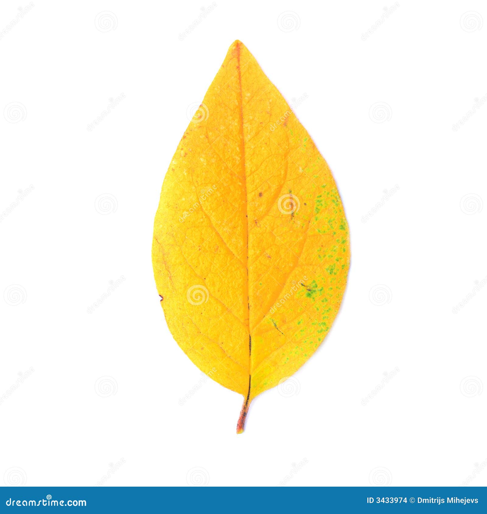 Yellow leaf stock photo. Image of birch, close, light - 3433974