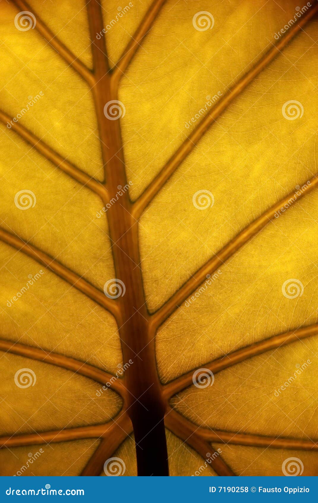 Yellow leaf stock photo. Image of yellow, macro, natural - 7190258