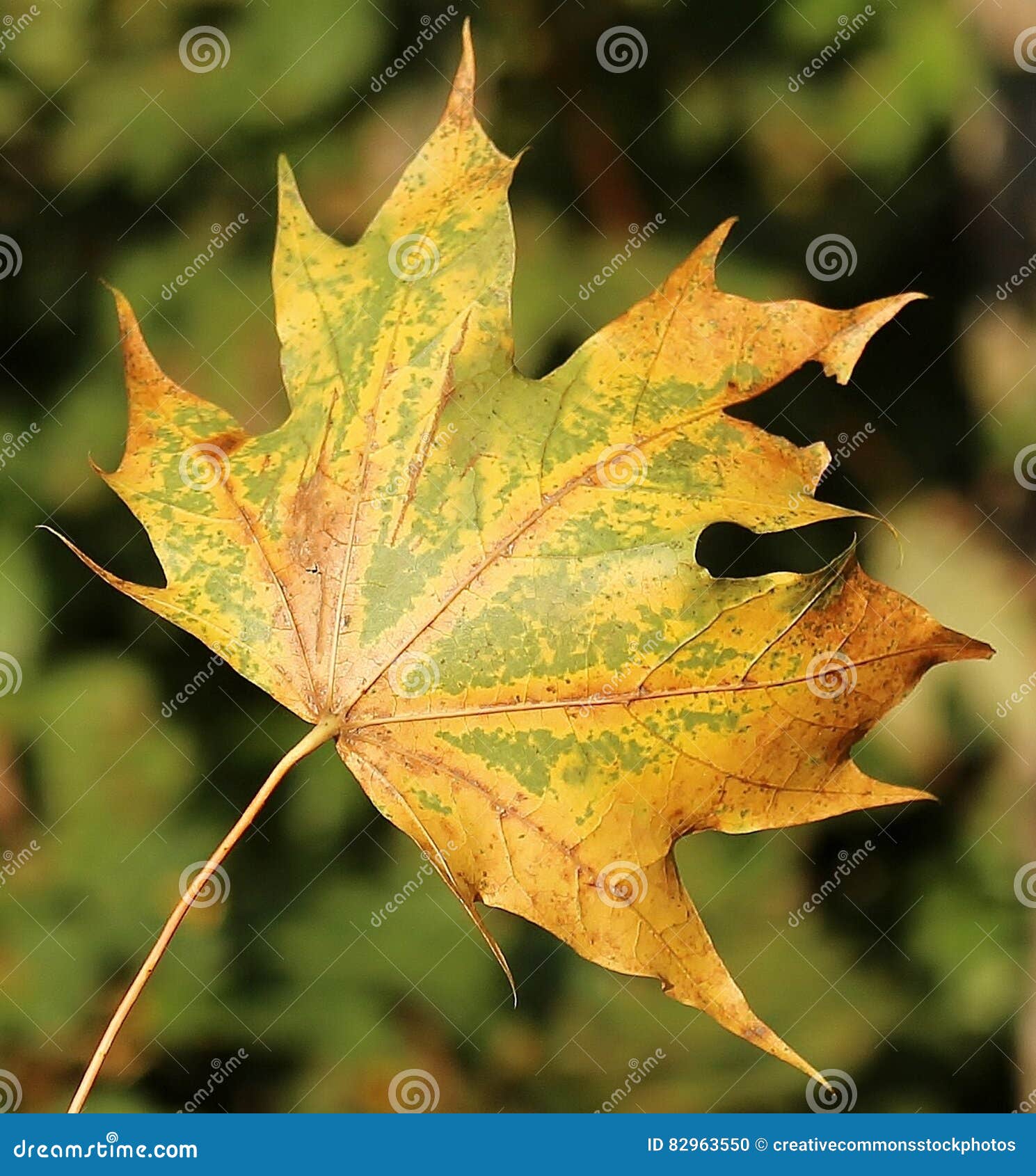 Yellow Leaf Picture. Image: 82963550