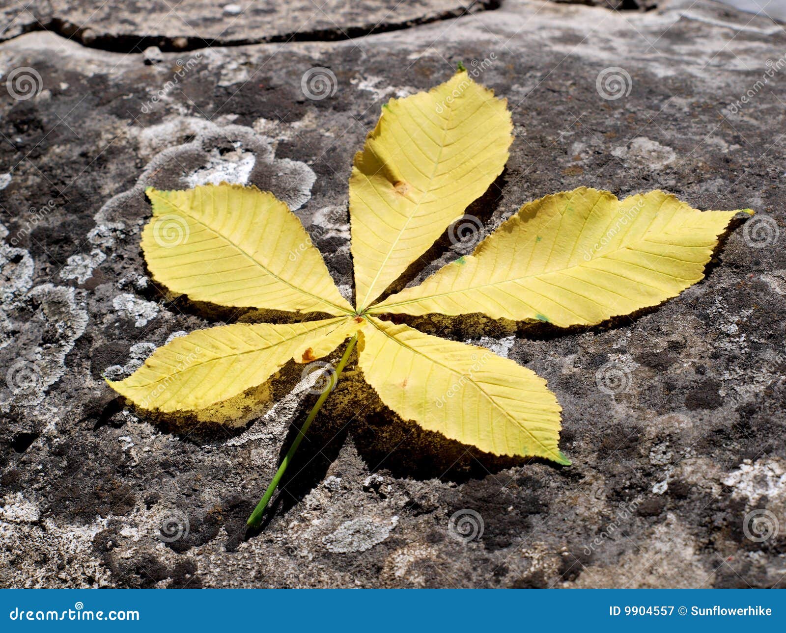 Yellow leaf stock image. Image of fall, gold, color, dark - 9904557