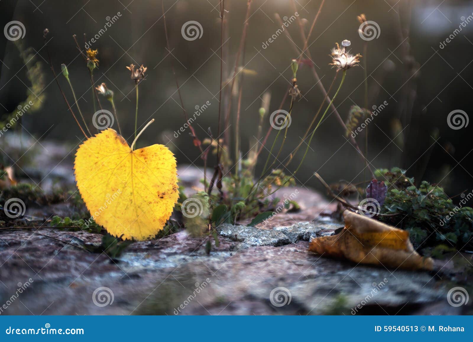 Yellow leaf stock image. Image of colors, autumn, background - 59540513