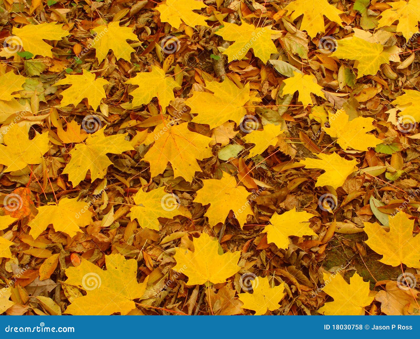Yellow Leaf Background stock photo. Image of maple, states - 18030758