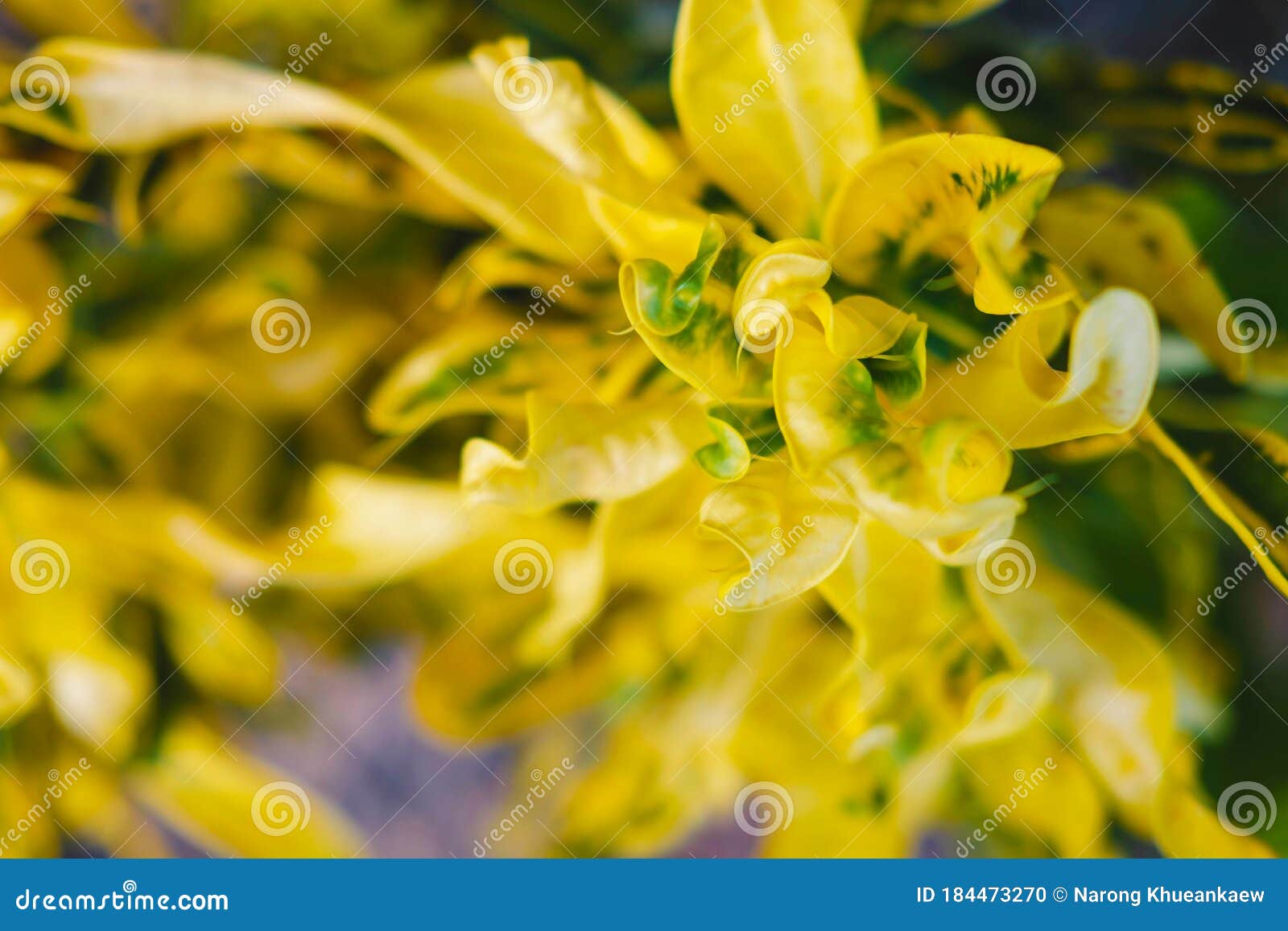 .Yellow leaf background stock photo. Image of beautiful - 184473270