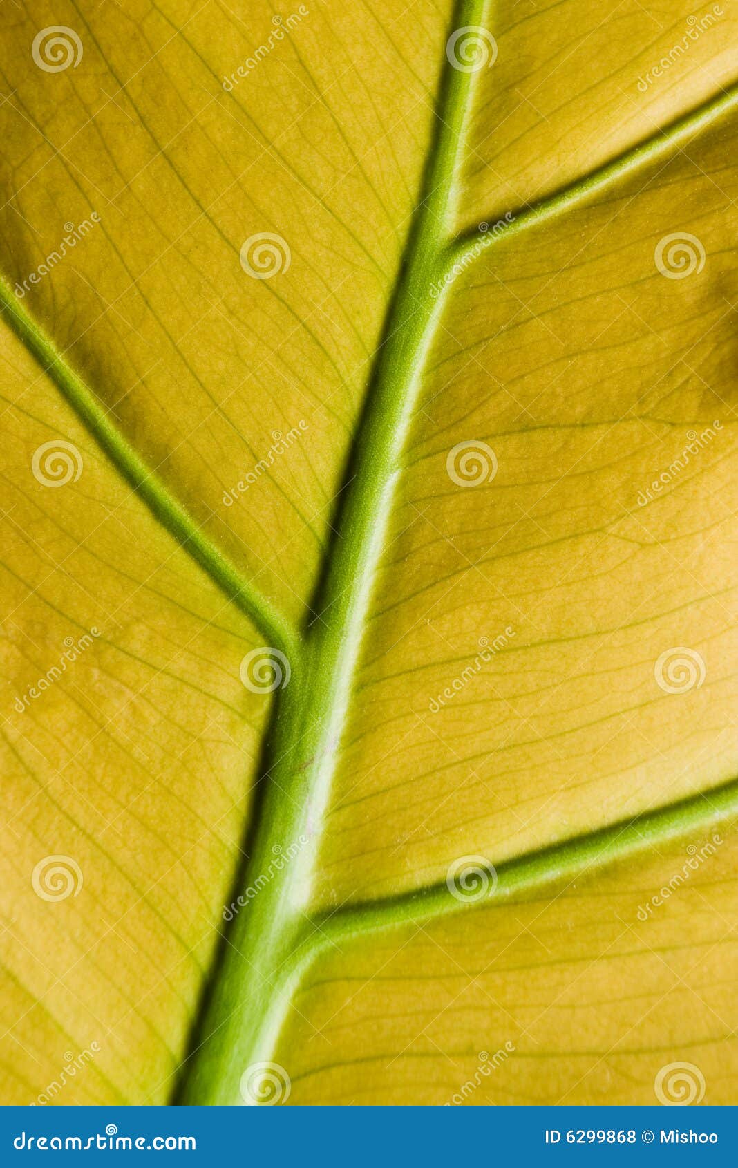 Yellow leaf background stock photo. Image of nervure, detail - 6299868