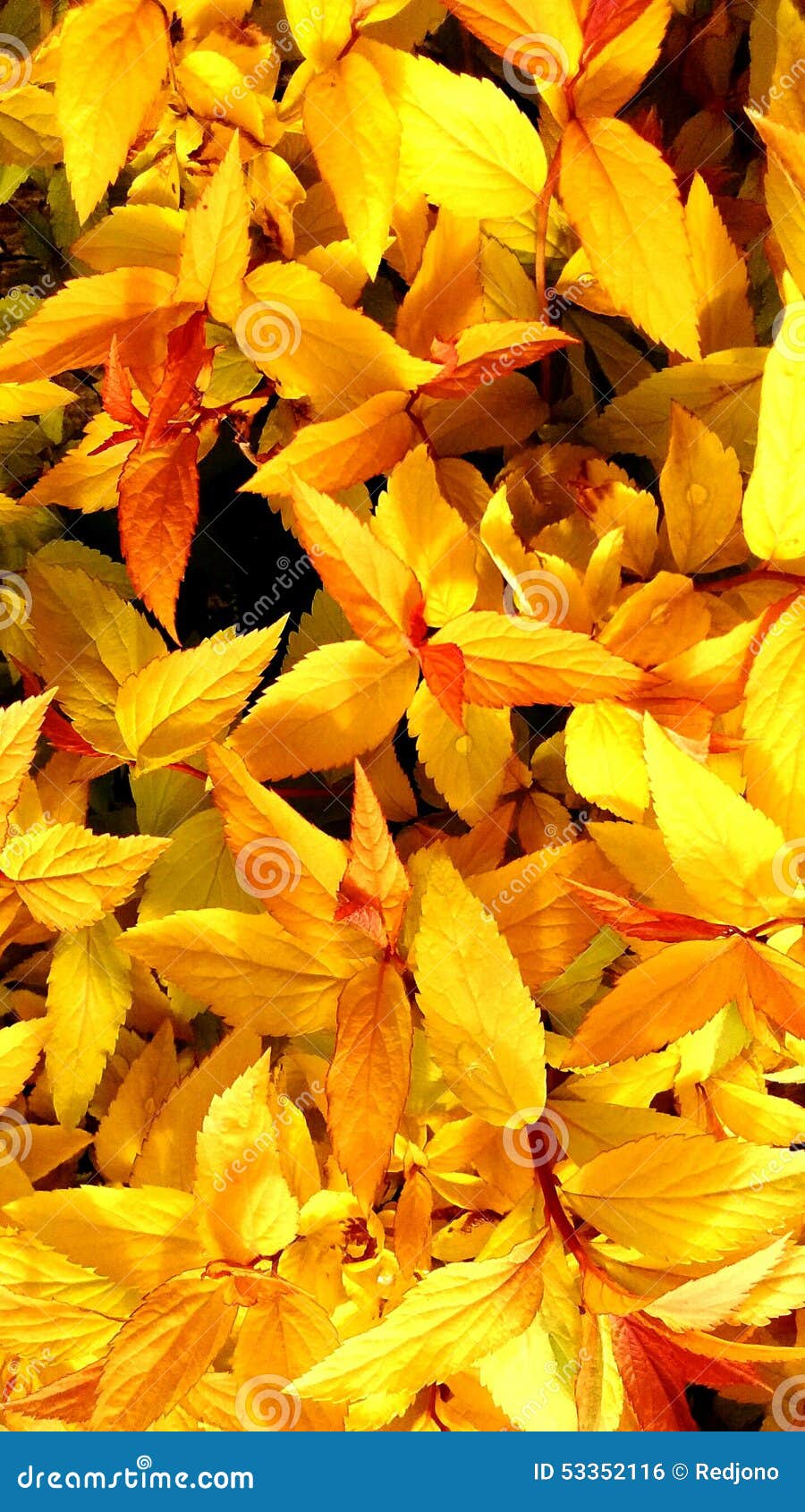 Yellow leaf background stock photo. Image of yellow, autumnal - 53352116