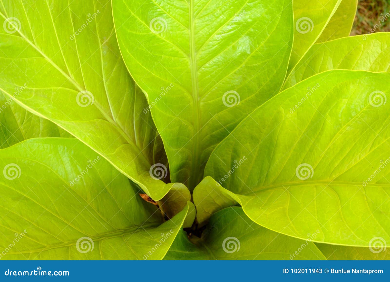 Yellow leaf background stock image. Image of leaves - 102011943