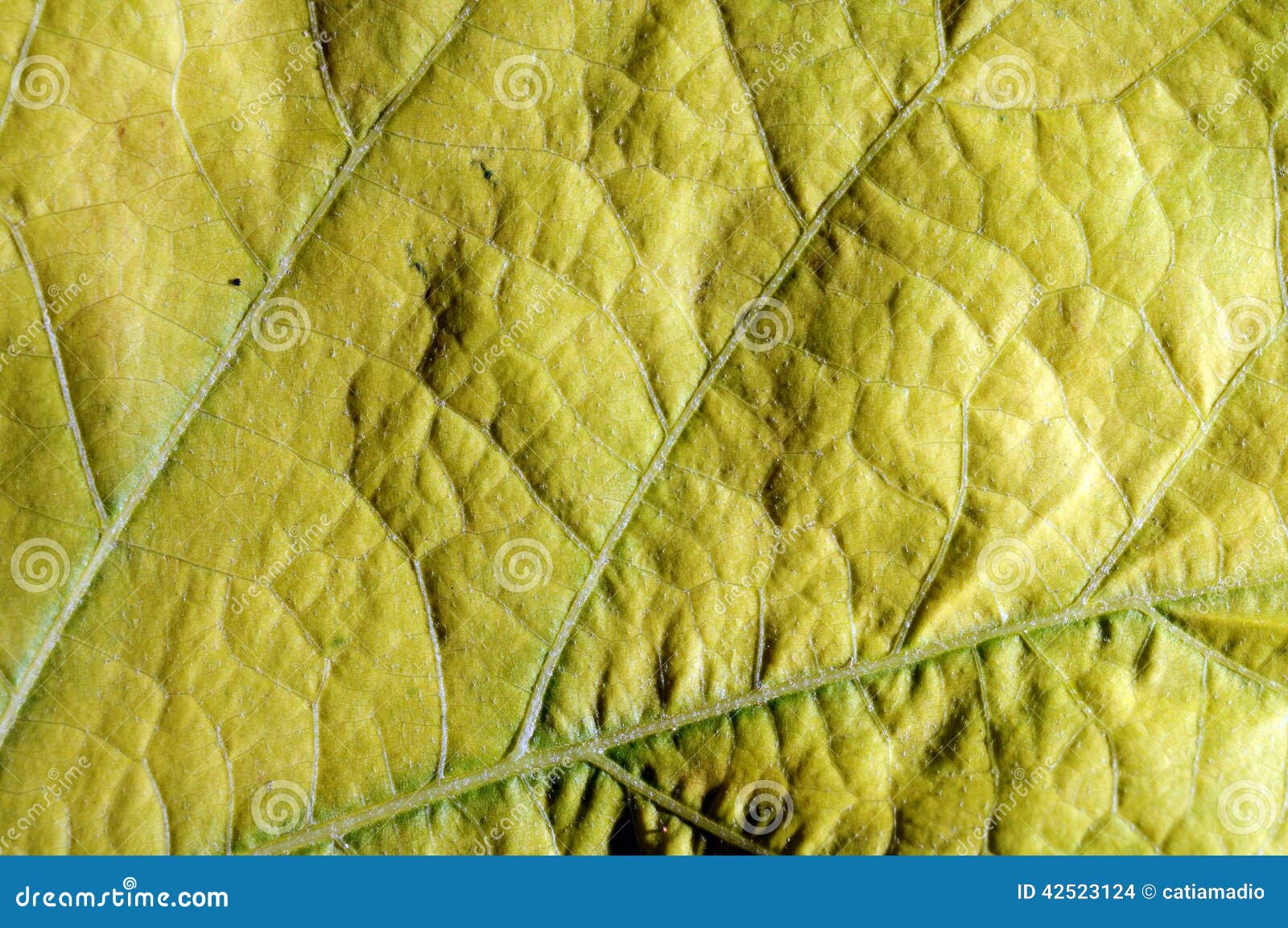 Yellow leaf blade closeup stock photo. Image of surface - 42523124