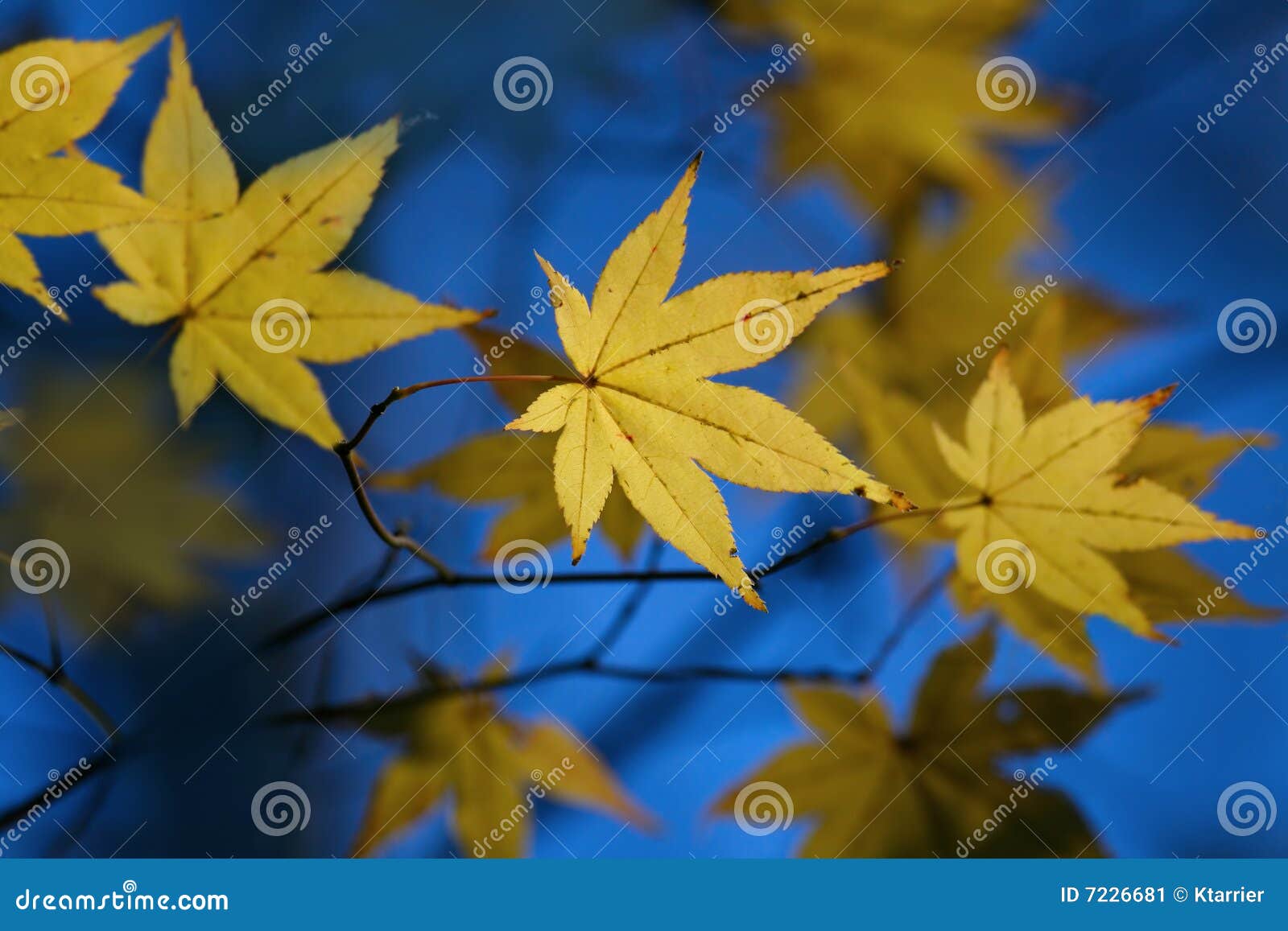 Yellow leaf on blue stock image. Image of plant, color - 7226681