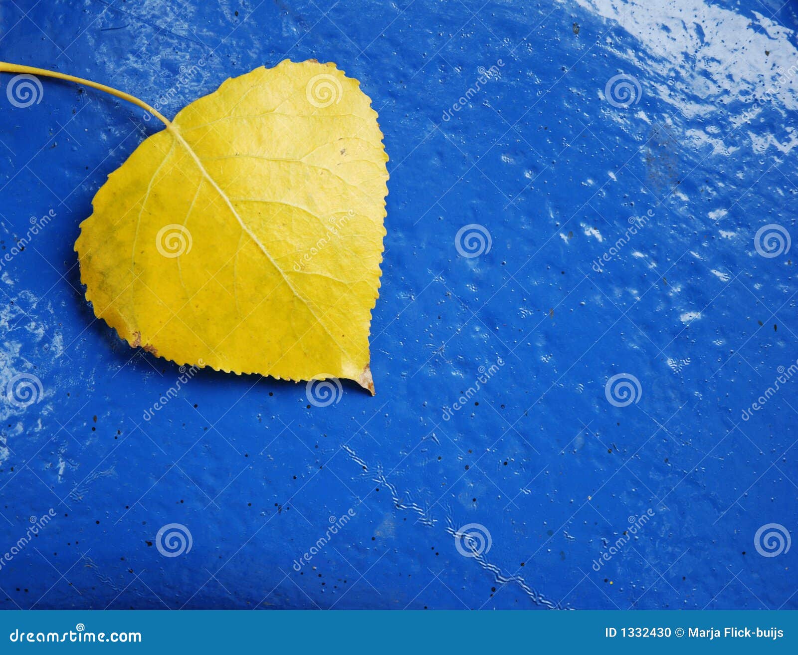 Yellow leaf on blue paint stock photo. Image of alone - 1332430