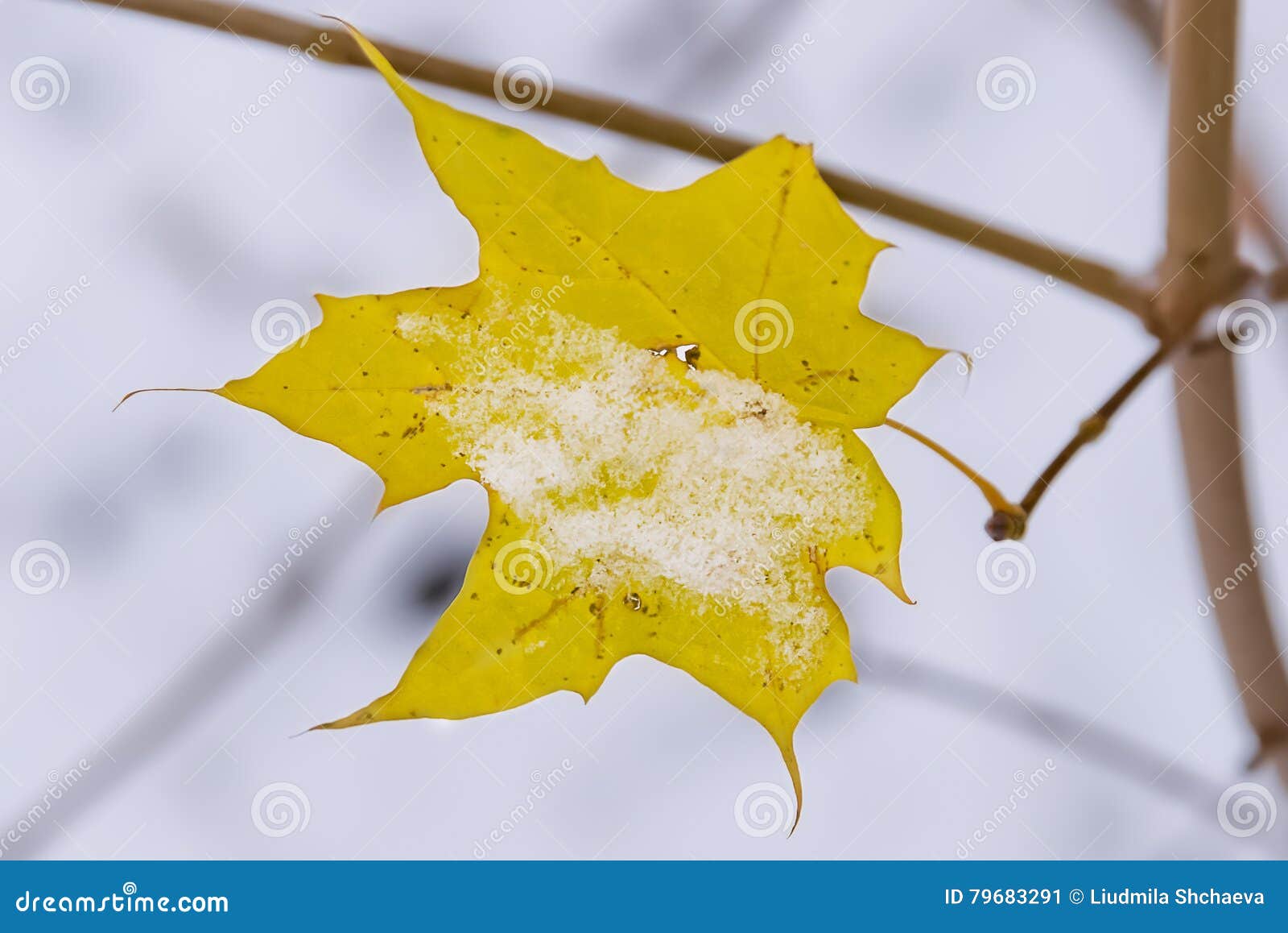 Yellow Leaf of the Canadian Maple with the Snow Stock Image - Image of ...