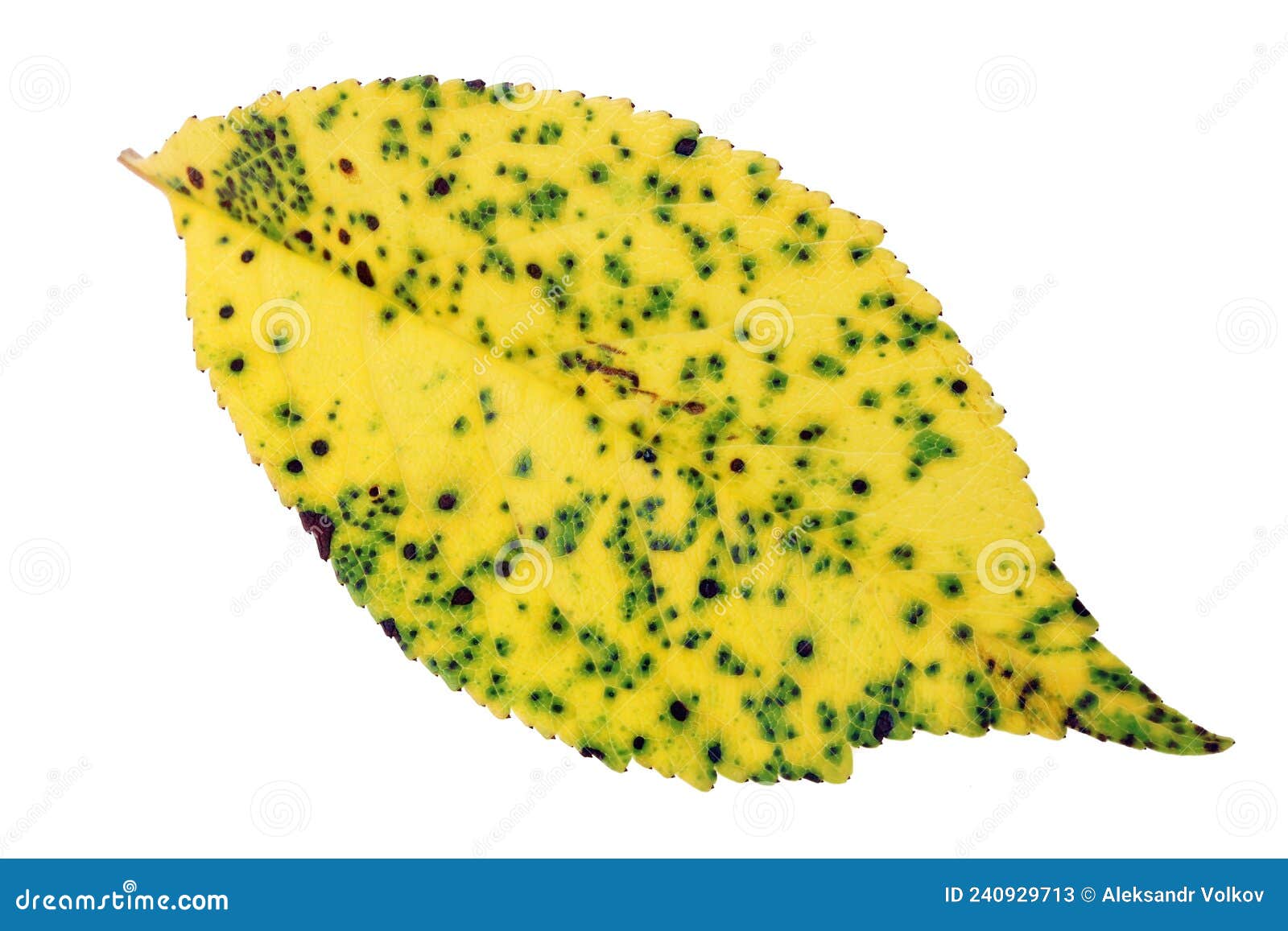 Yellow Leaf of Cherry Tree in Dots from Fungal Disease Isolated Stock ...