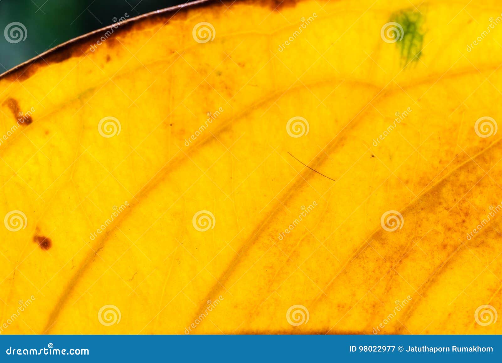 Yellow leaf stock image. Image of color, natural, leaves - 98022977