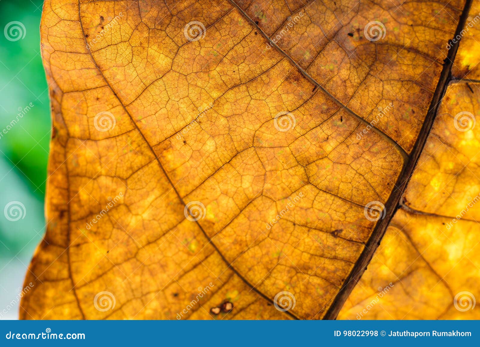 Yellow leaf stock photo. Image of garden, fall, texture - 98022998
