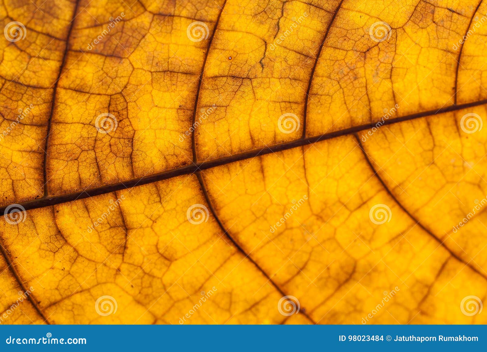 Yellow leaf stock photo. Image of close, natural, color - 98023484