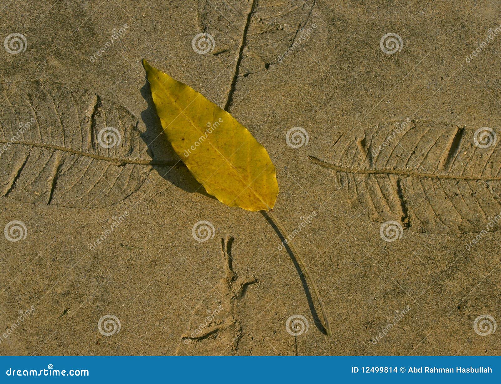 Yellow Leaf and Embossed Leaves Stock Photo - Image of imprint, emboss ...