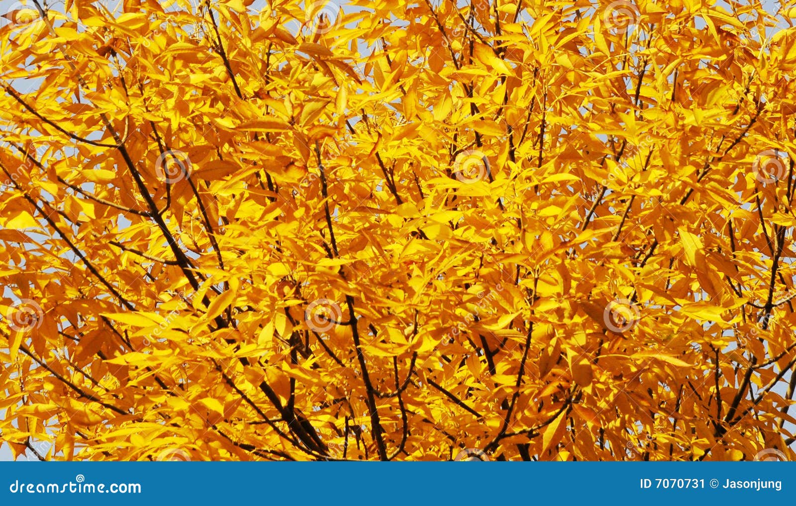 Yellow Leaf of fall stock image. Image of pattern, rock - 7070731