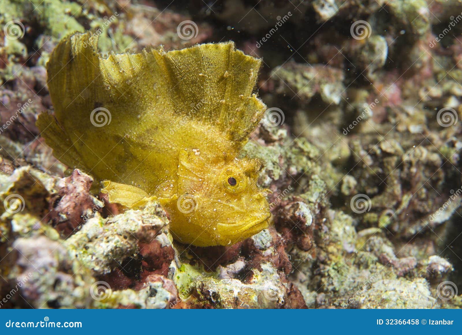 Yellow Leaf fish in Cebu stock photo. Image of crystal - 32366458