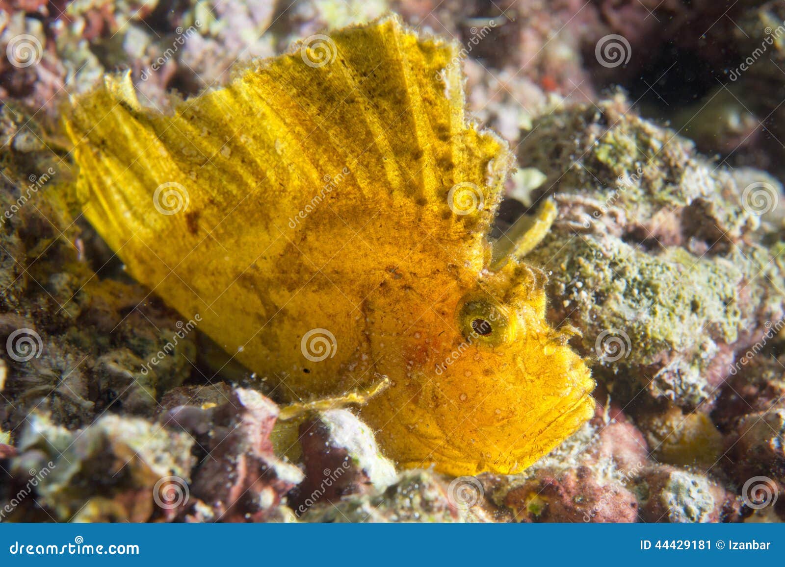 Yellow Leaf fish in Cebu stock image. Image of leaffish - 44429181
