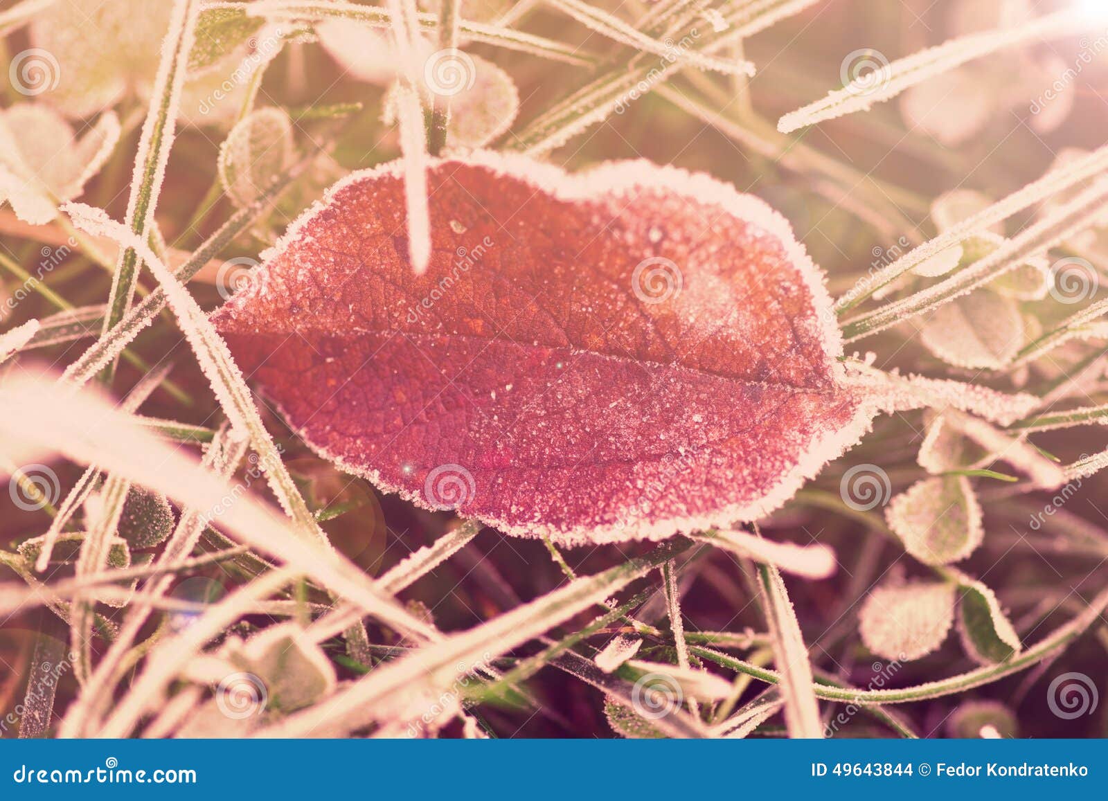 Yellow Leaf and Grass Hit by Autumn Frost, Toned Stock Photo - Image of ...