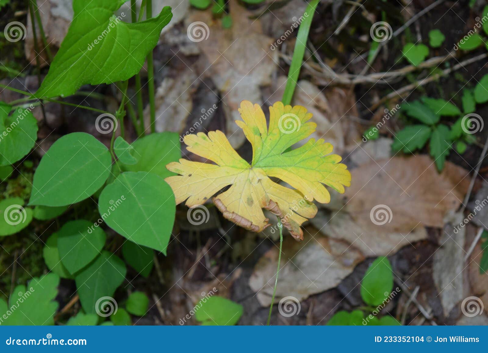 Yellow Leaf of a Ground-level Plant in the Underbrush Stock Photo ...