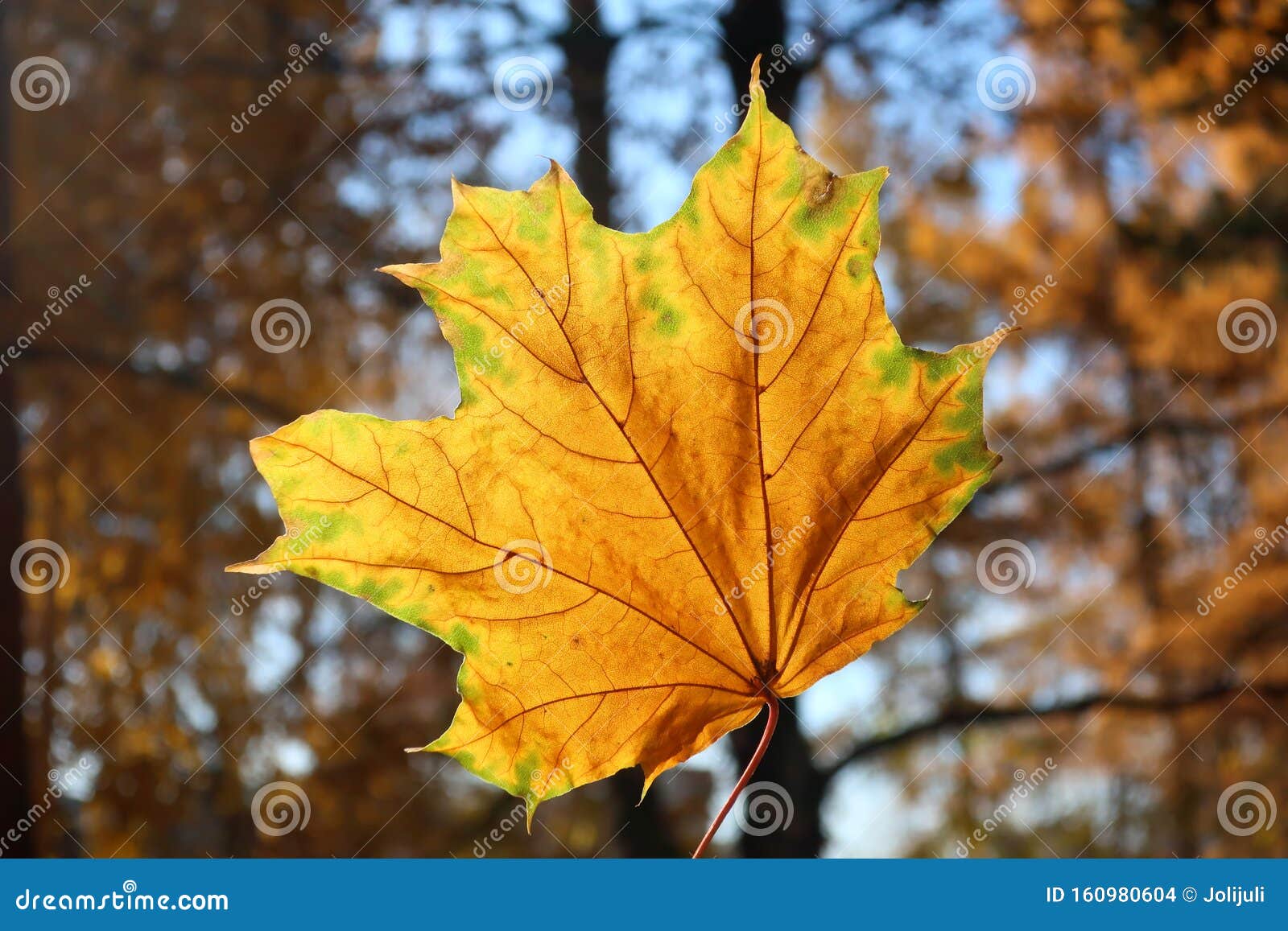Autumn walk stock photo. Image of veins, sunny, leaf - 160980604