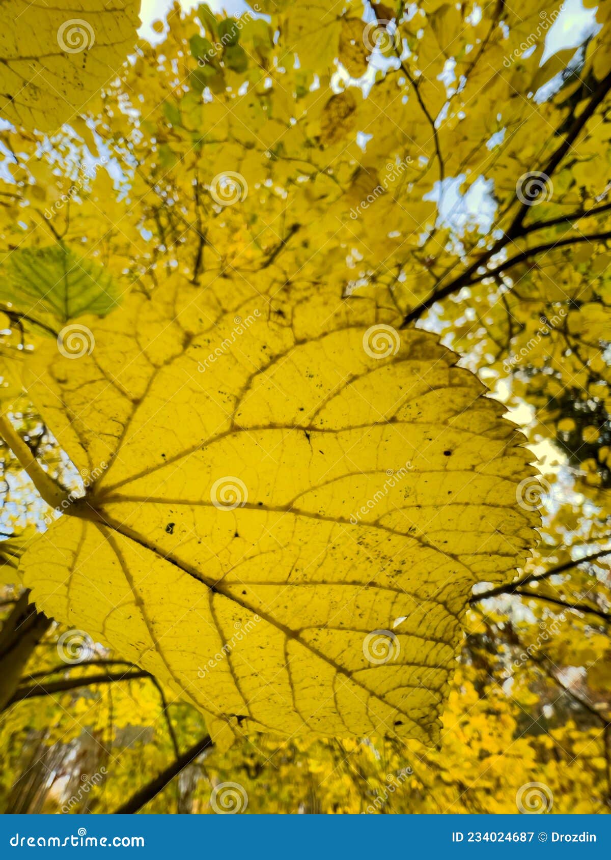 The Yellow Leaf Heading on the Tree, Close-up View, Autumn is in Full ...