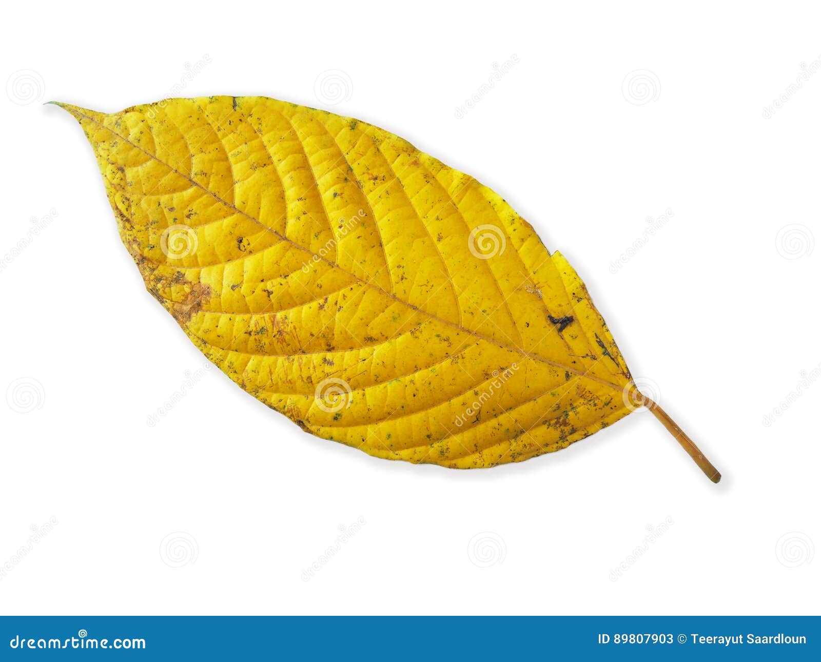 Yellow leaf isolated stock image. Image of texture, space - 89807903