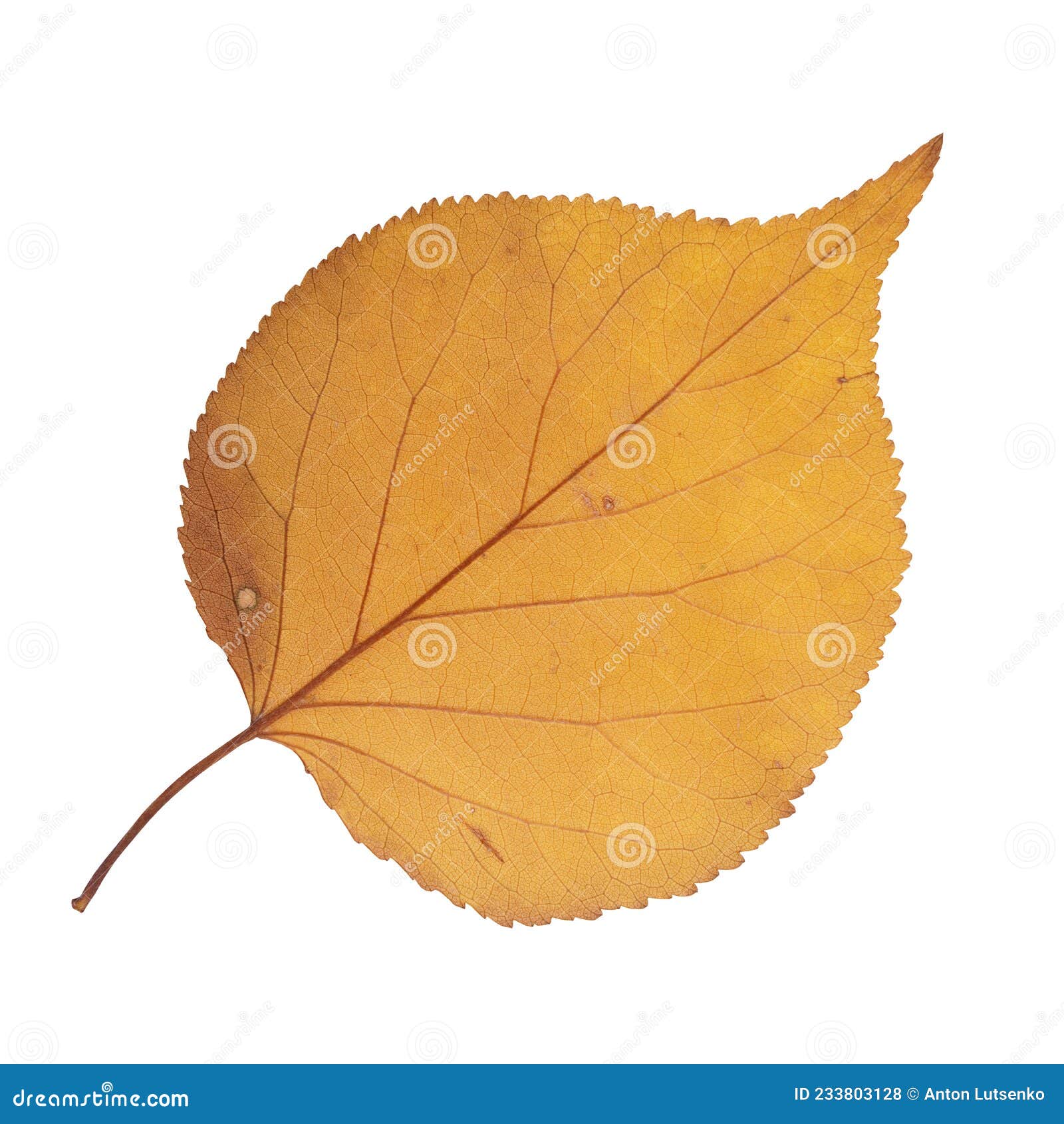 Yellow Leaf Isolated on a White Background Stock Photo - Image of wild ...