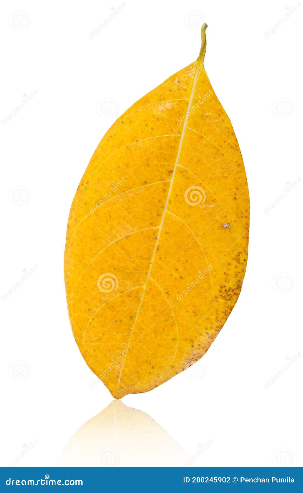 Yellow Leaf Isolated on White Background Stock Photo - Image of ...