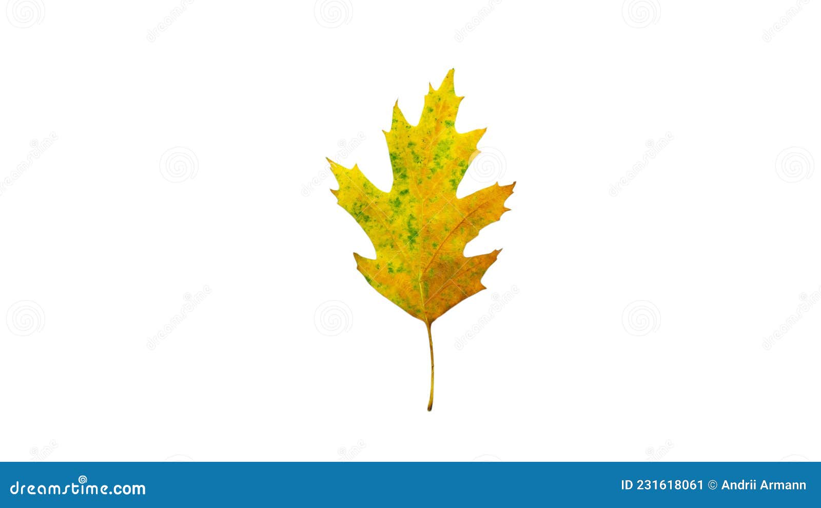 Yellow Leaf Isolated on White Background Stock Image - Image of autumn ...