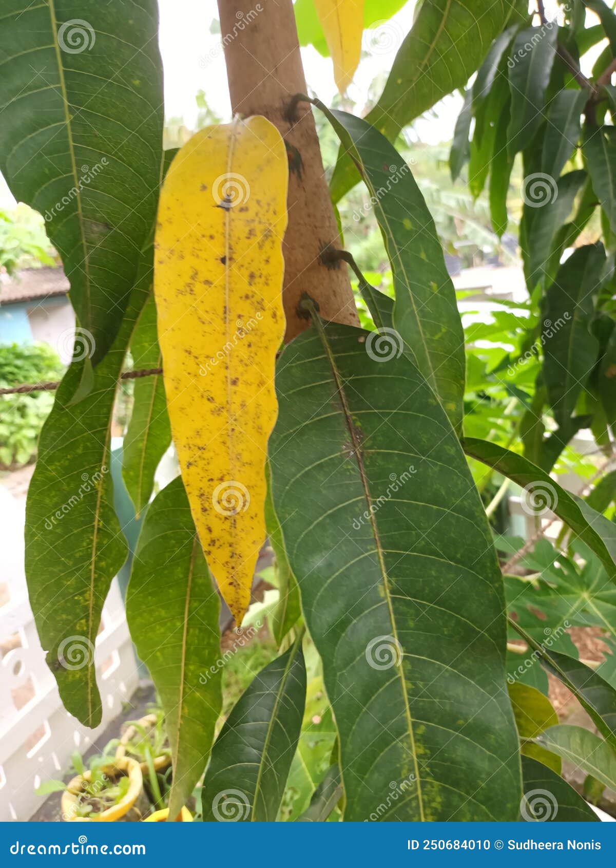 Yellow Leaf, Mango Leaves, Stem and Leaves Stock Photo - Image of ...