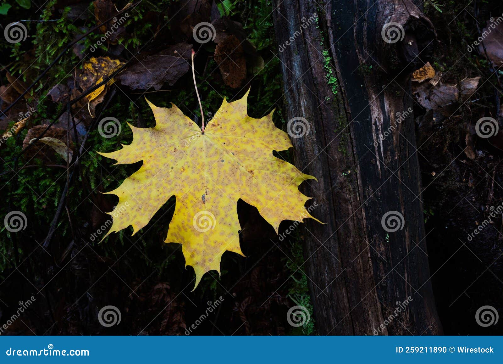 Yellow Leaf of Maple on the Forest Bed of a Valley. Stock Photo - Image ...