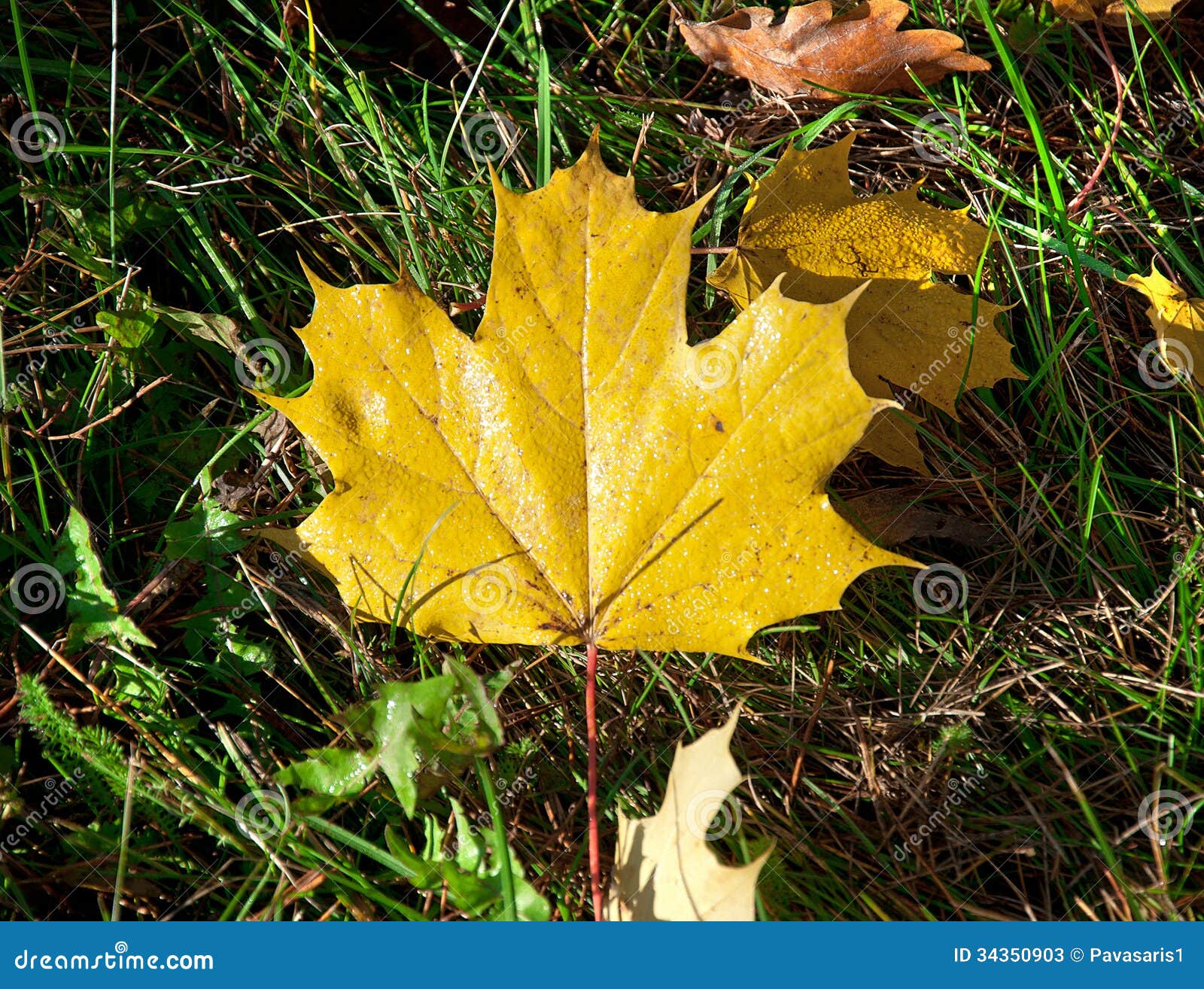 Yellow leaf stock image. Image of fingers, woods, autumn - 34350903