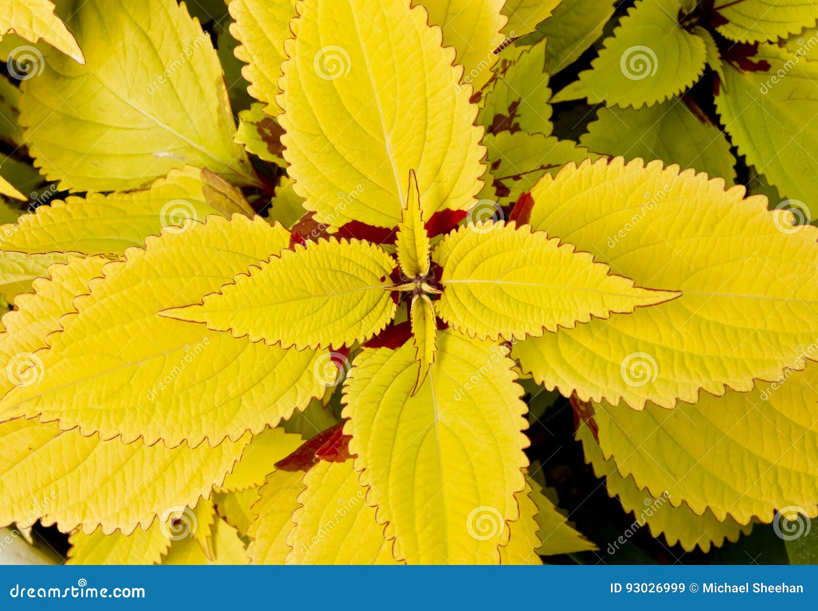 Yellow Leaf Nature Background Stock Image - Image of leaf, flora: 93026999