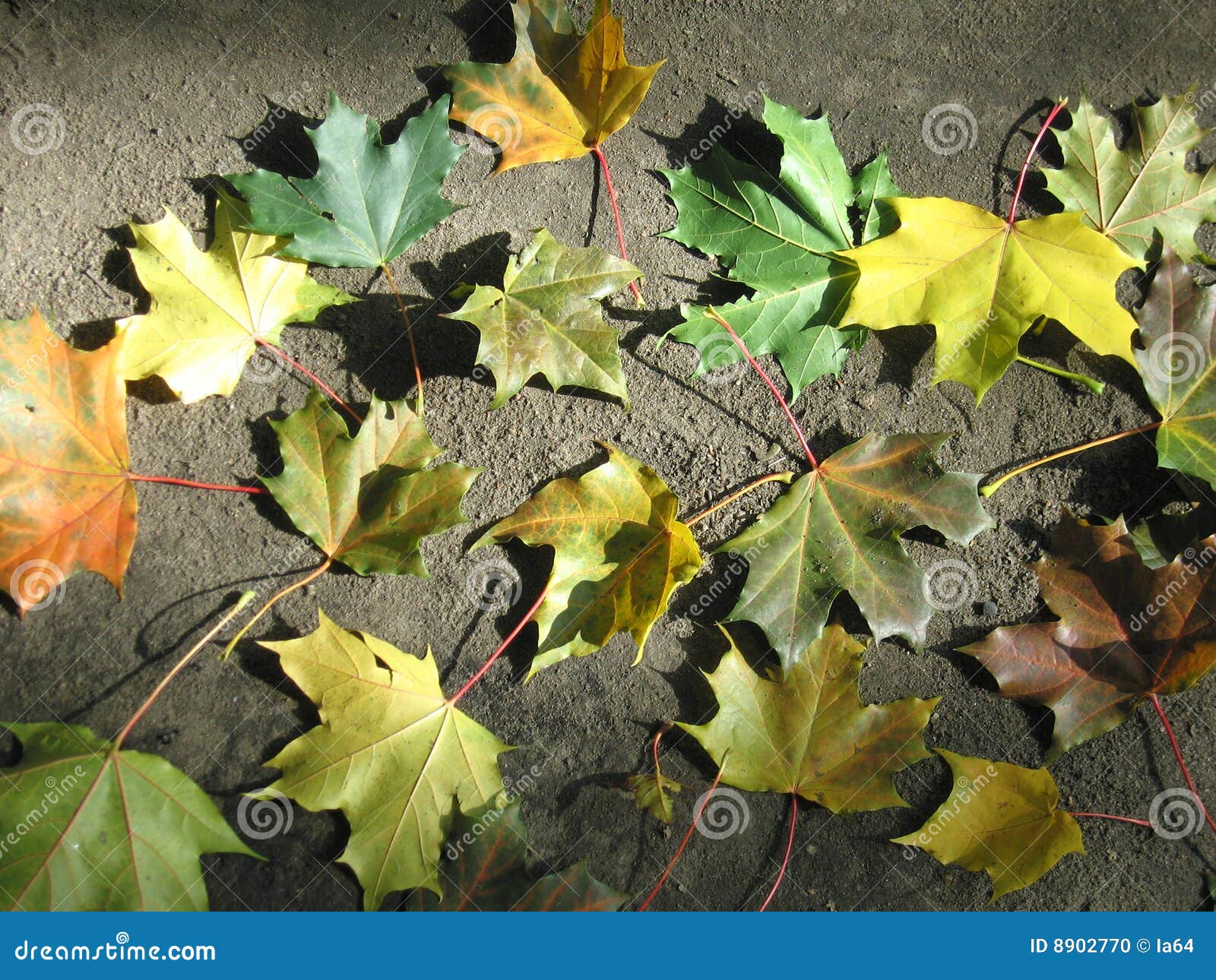 Yellow Leaf Nature Color at Autumn Stock Photo - Image of growth ...