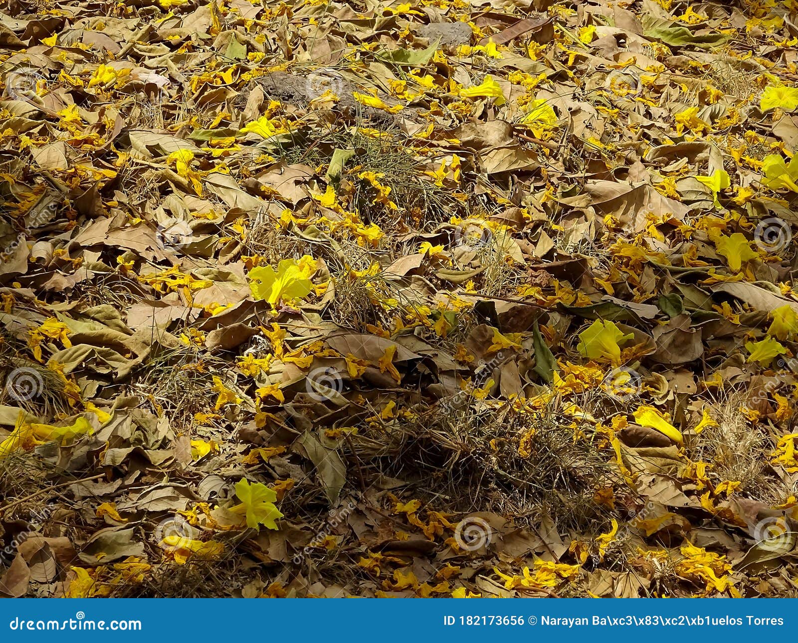 Yellow Leaf Pattern, Leaf Background Stock Photo - Image of beauty ...