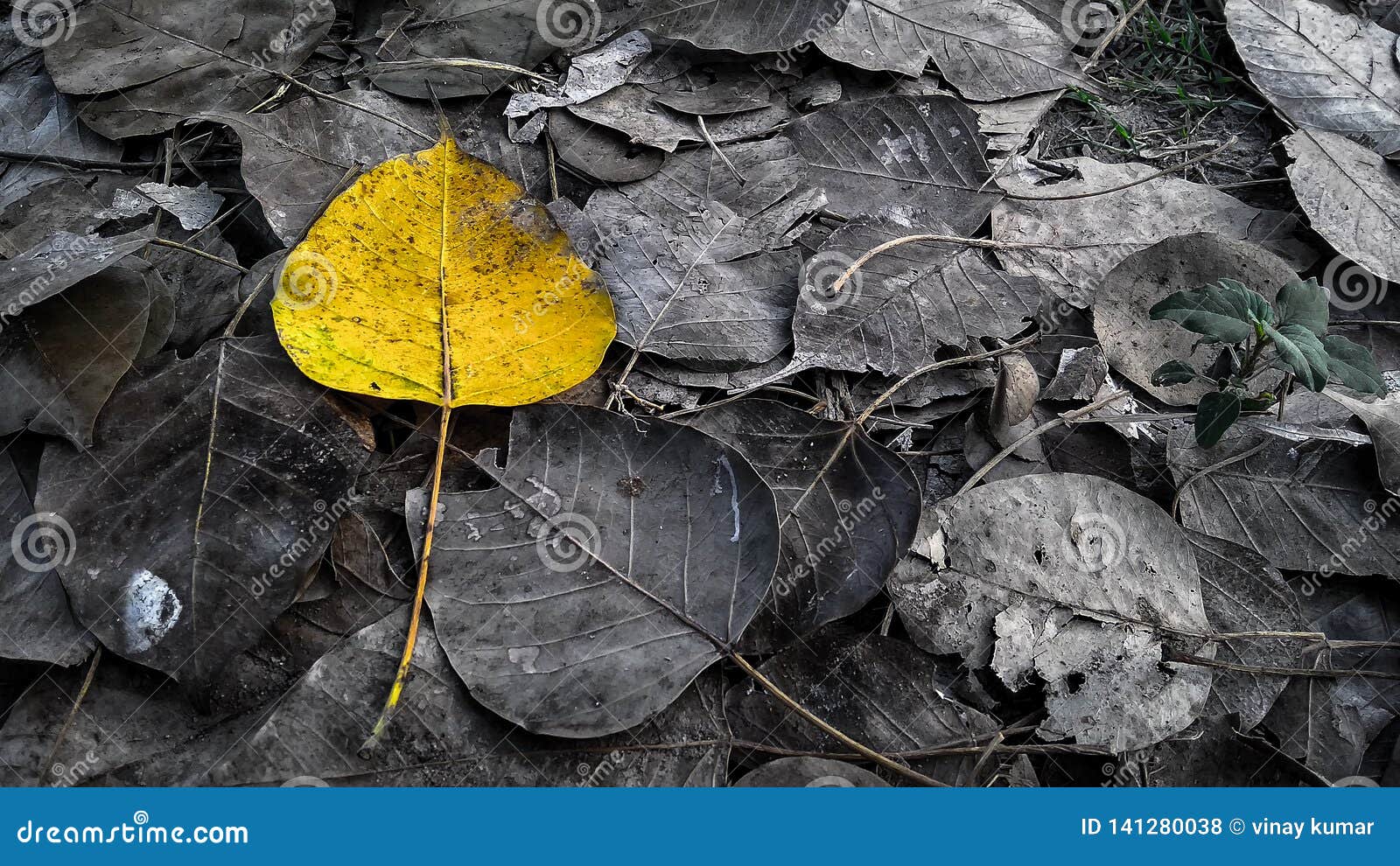 Leaf of Pipal stock photo. Image of green, yellow, garden - 141280038