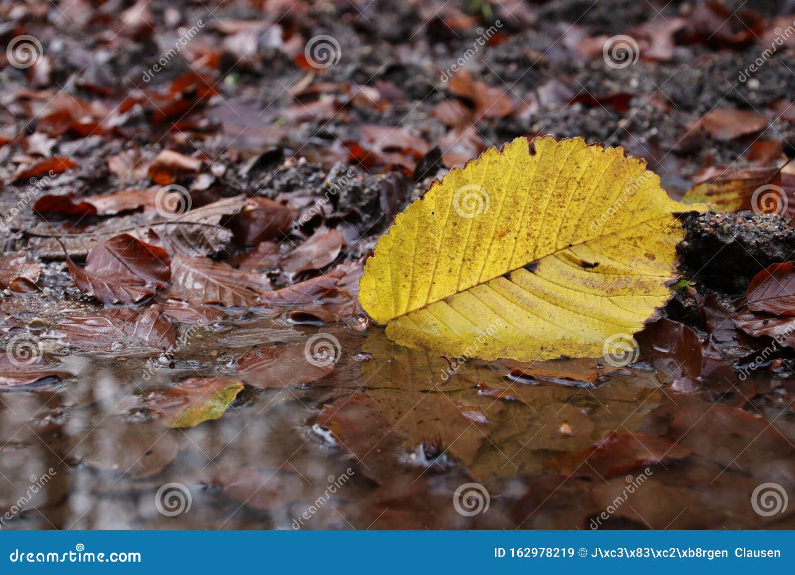A yellow leaf in a puddle stock image. Image of mirroring - 162978219