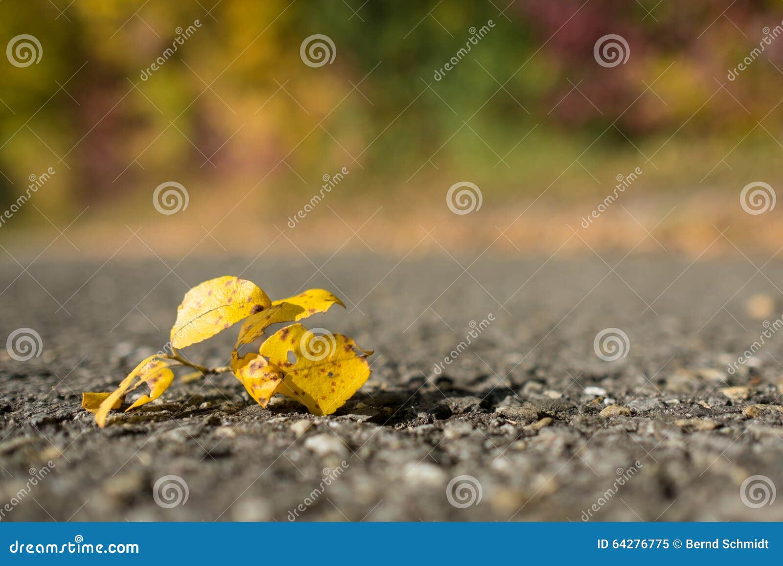 Yellow leaf on a road stock image. Image of season, fall - 64276775