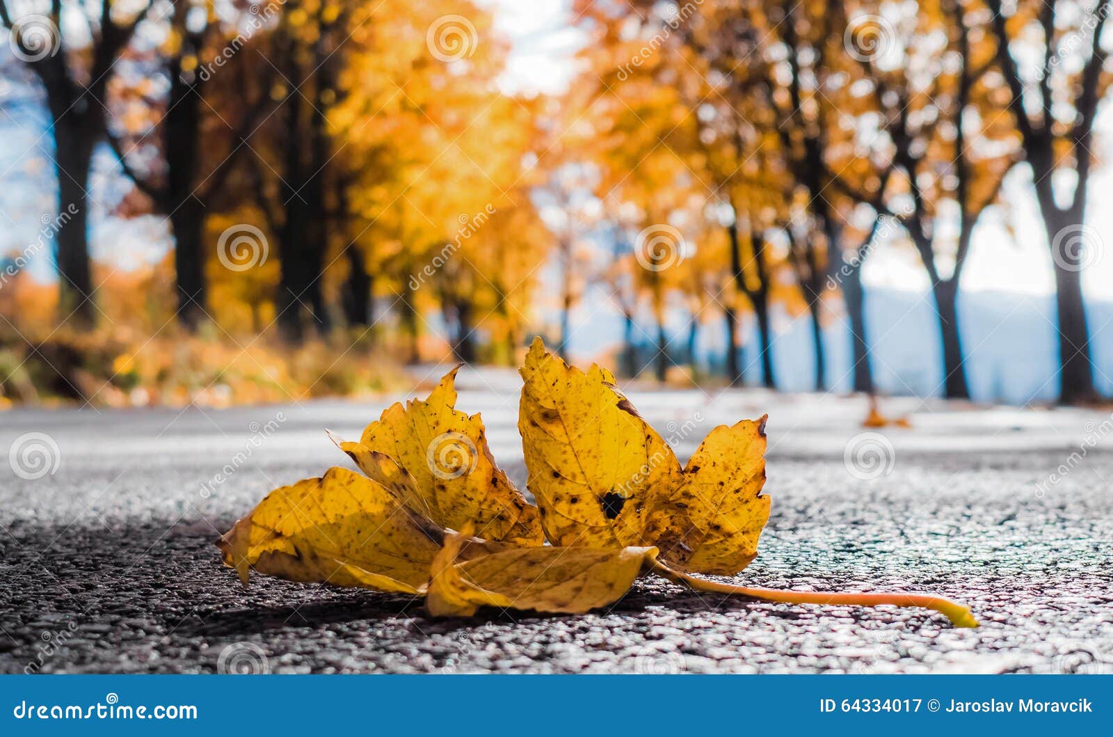 Yellow leaf on the road stock image. Image of yellow - 64334017