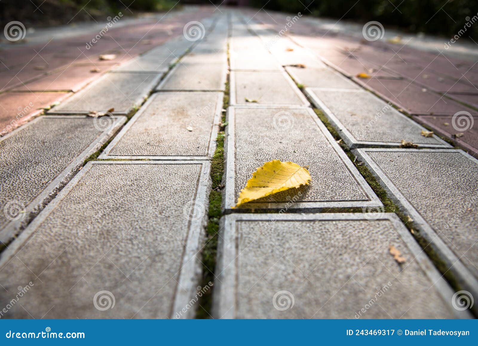 Yellow leaf on the road stock image. Image of road, season - 243469317