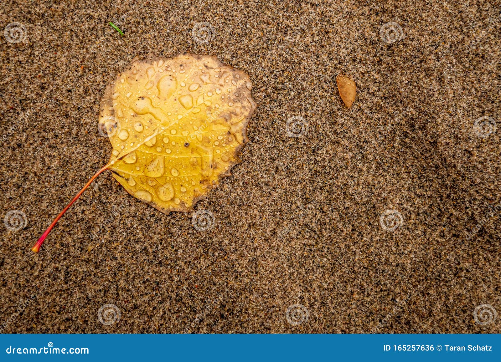 Yellow Leaf on Sandy Beach Texture Background Stock Photo - Image of ...
