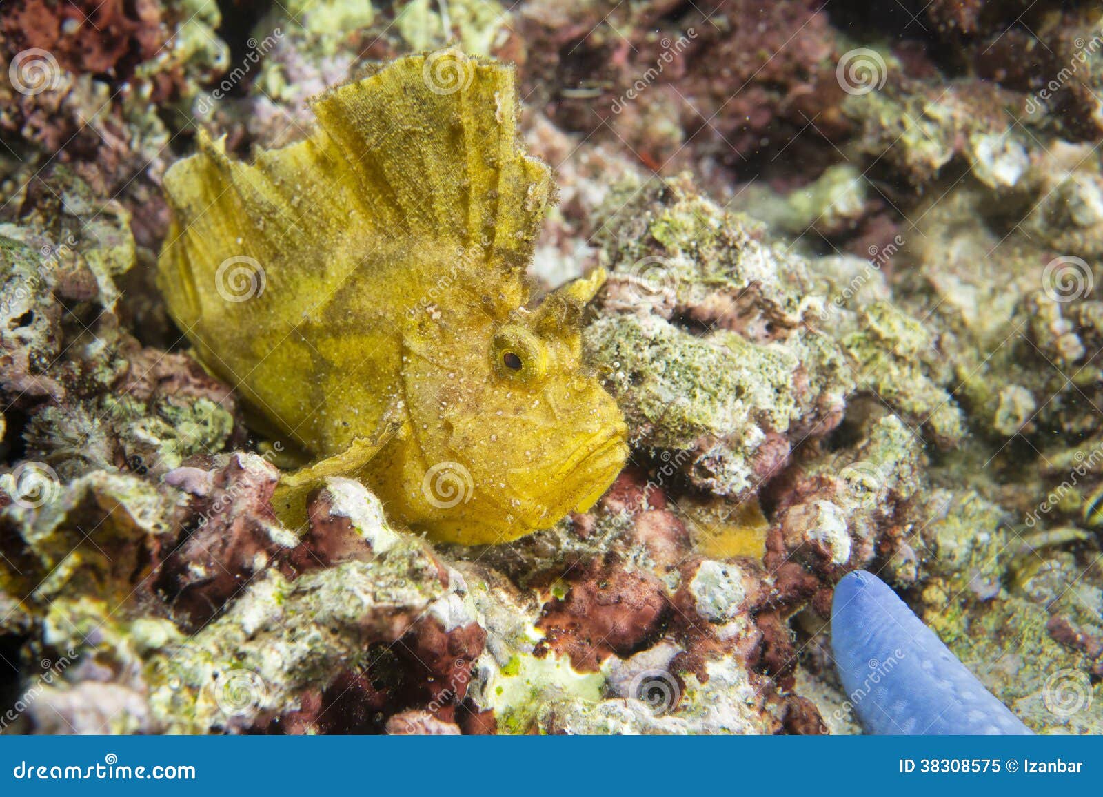 Red Leaf Scorpion Fish Sitting On Coral Reef In Watamu Marine Park ...
