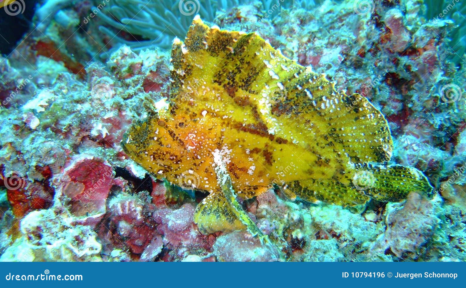 Red Leaf Scorpion Fish Sitting On Coral Reef In Watamu Marine Park ...