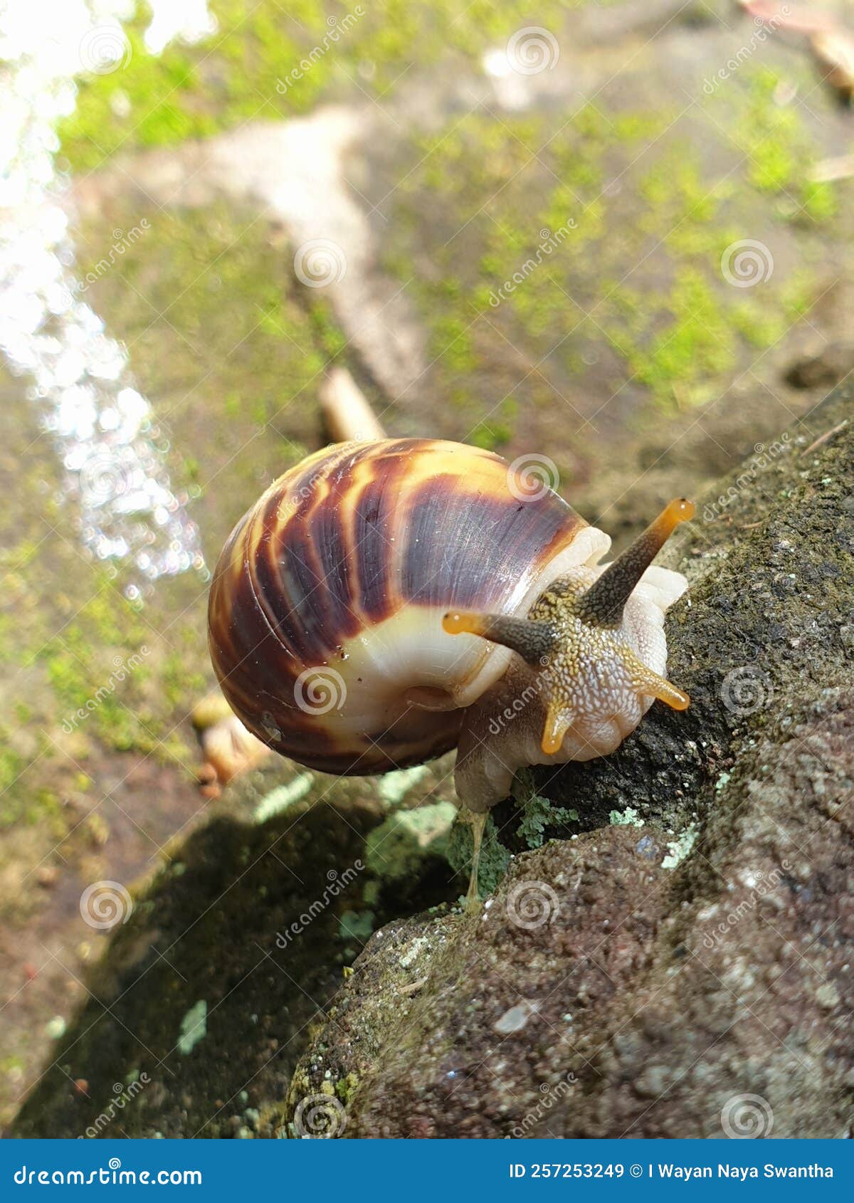 Yellow leaf snails stock image. Image of fish, nature - 257253249