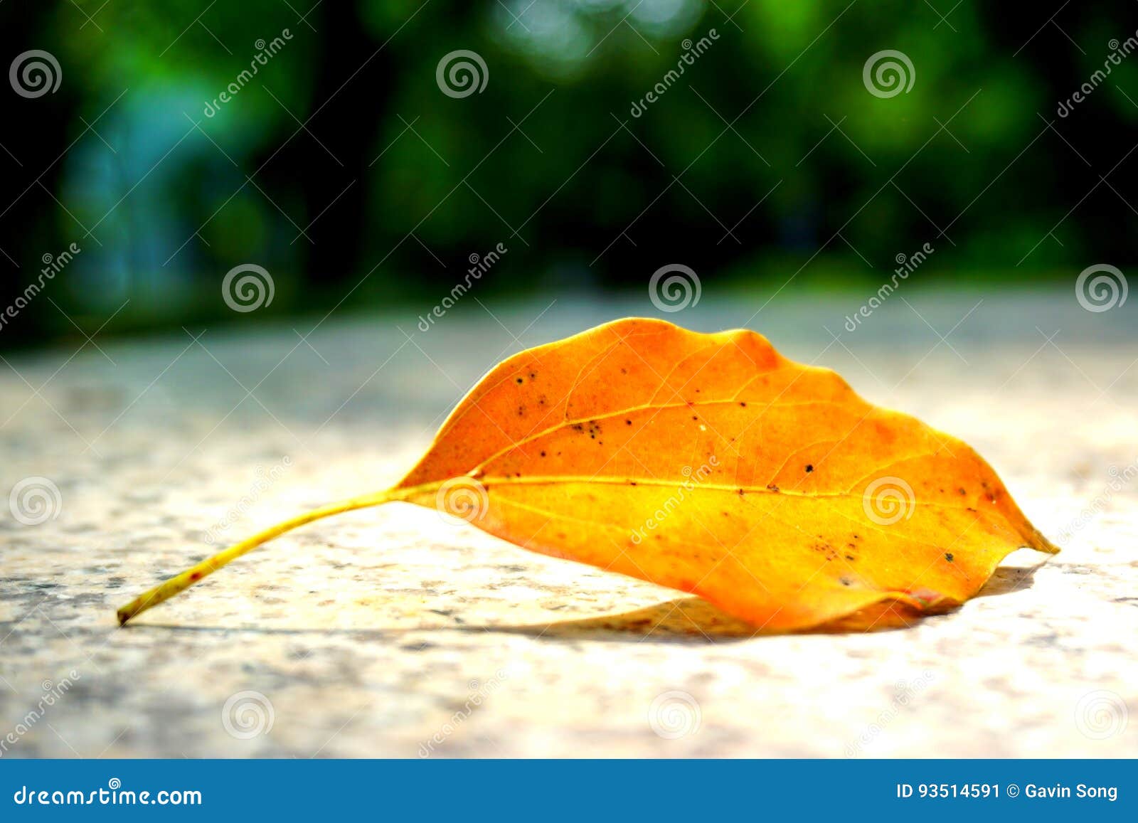 A Yellow Leaf in Spring stock image. Image of figure - 93514591