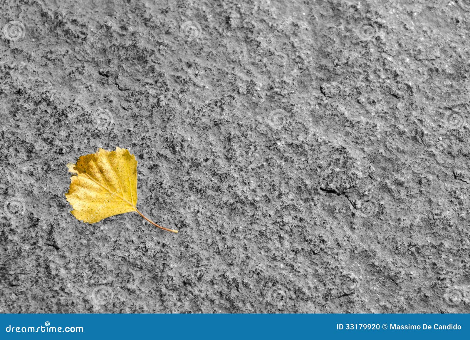 Yellow leaf on a stone stock photo. Image of life, nature - 33179920
