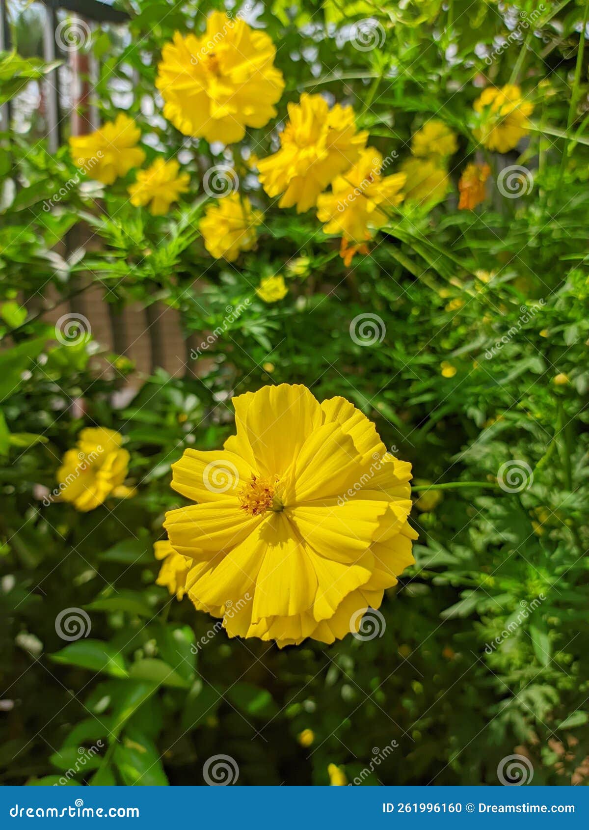 Sky Flowwer Stock Photos - Free & Royalty-Free Stock Photos from Dreamstime